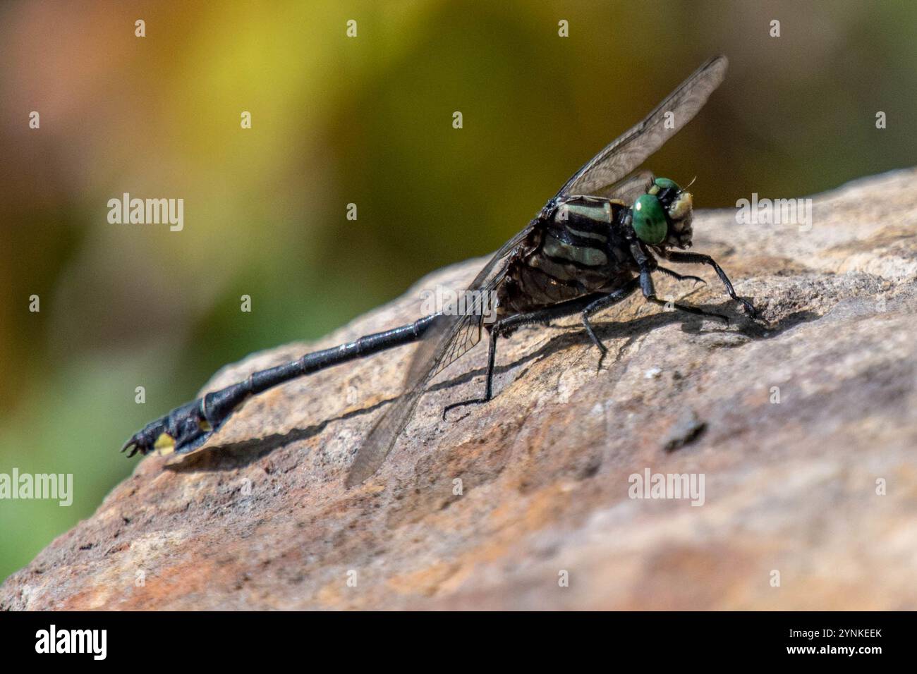 Cobra Clubtail (Gomphurus vastus Stock Photo - Alamy