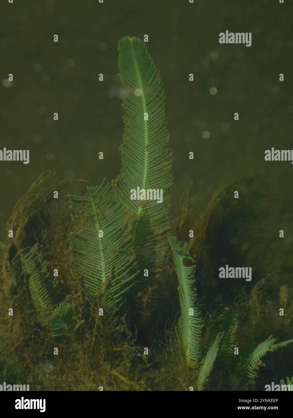 Green Feather Alga (Caulerpa sertularioides Stock Photo - Alamy