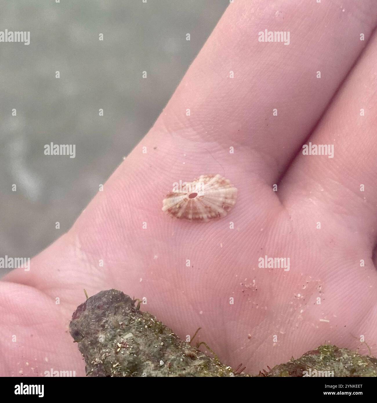 Keyhole Limpets (Fissurellidae Stock Photo - Alamy