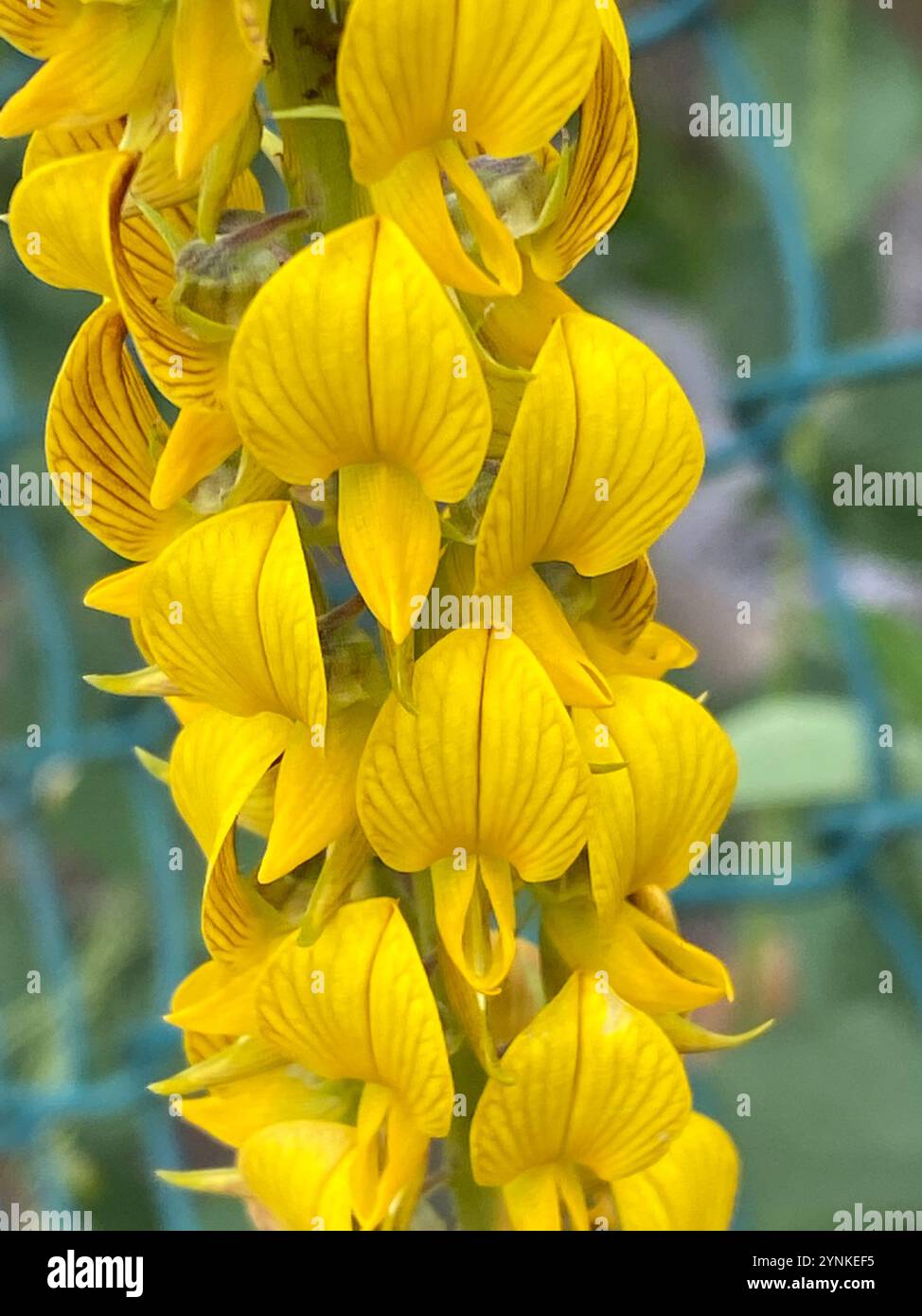 Crotalaria pallida hi-res stock photography and images - Alamy