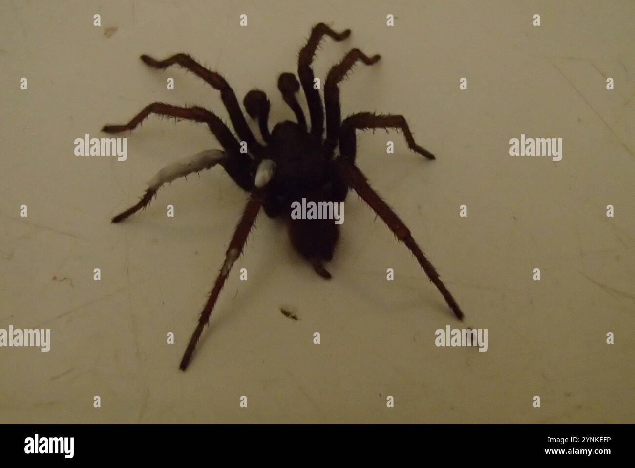 Brown Trapdoor Spiders (Arbanitis Stock Photo - Alamy