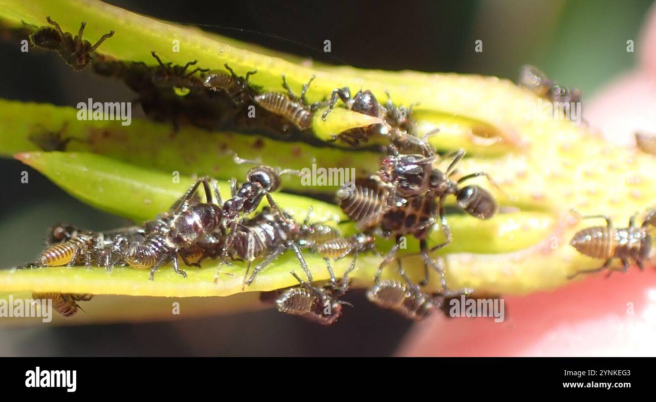 True Hoppers (Auchenorrhyncha Stock Photo - Alamy
