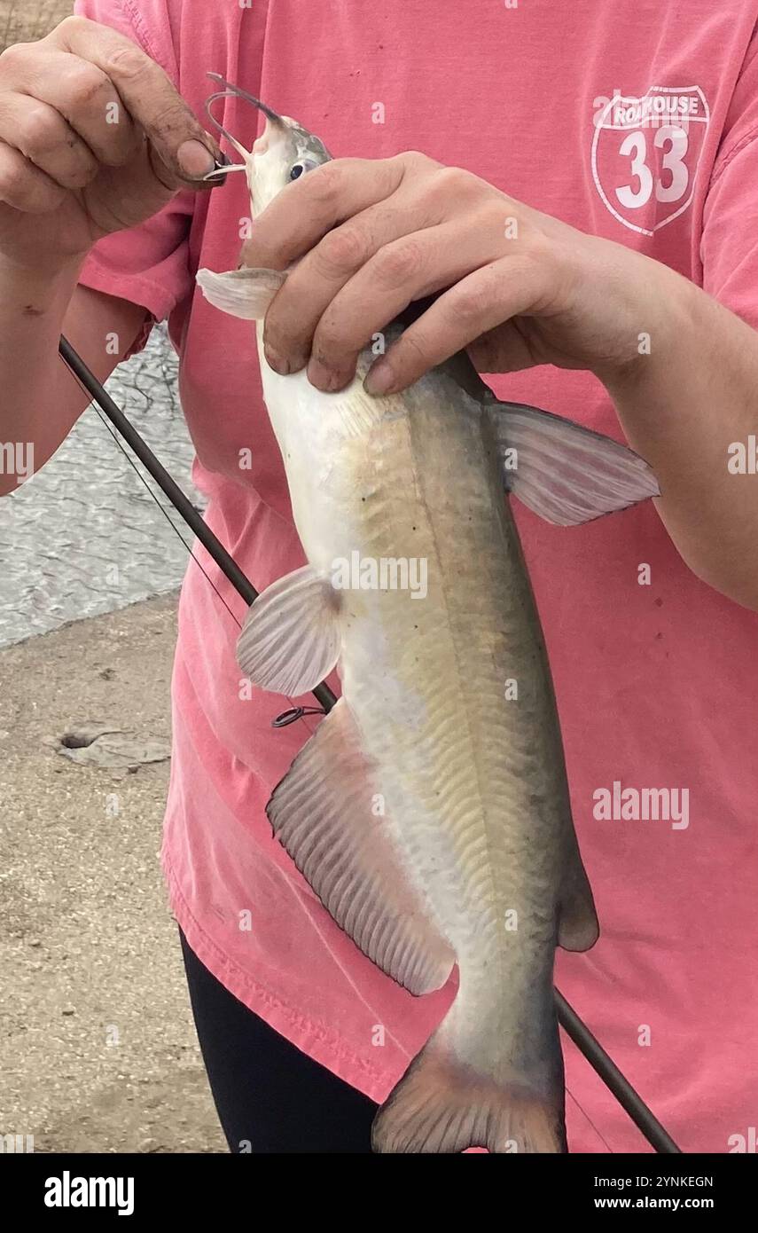 Channel Catfish (Ictalurus punctatus Stock Photo - Alamy