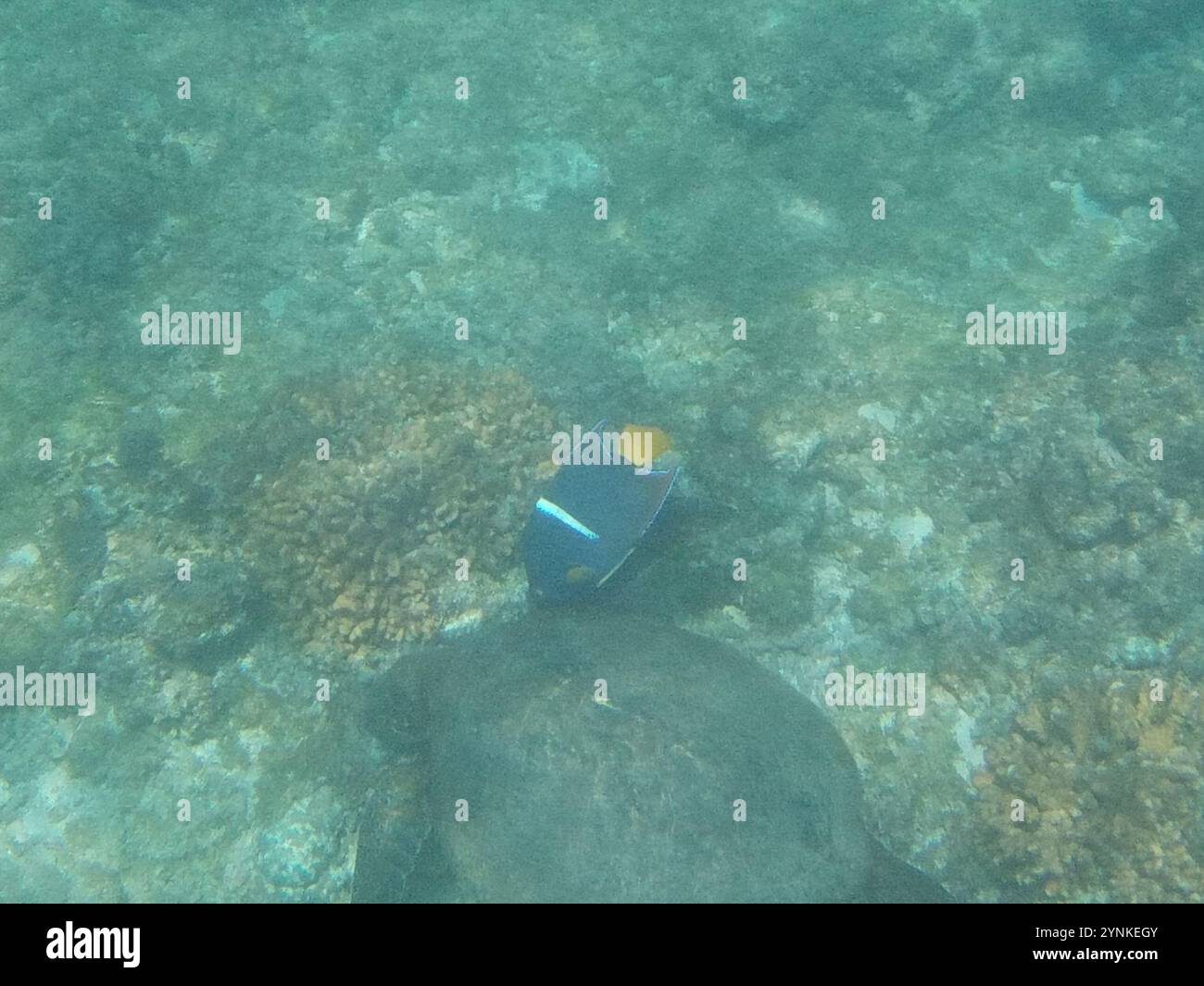 King Angelfish (Holacanthus passer Stock Photo - Alamy