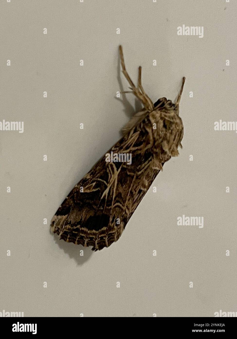 Oriental leafworm moth (Spodoptera litura Stock Photo - Alamy