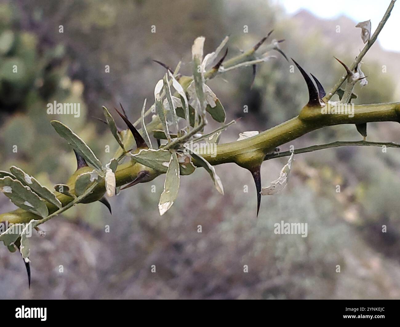 desert ironwood (Olneya tesota Stock Photo - Alamy