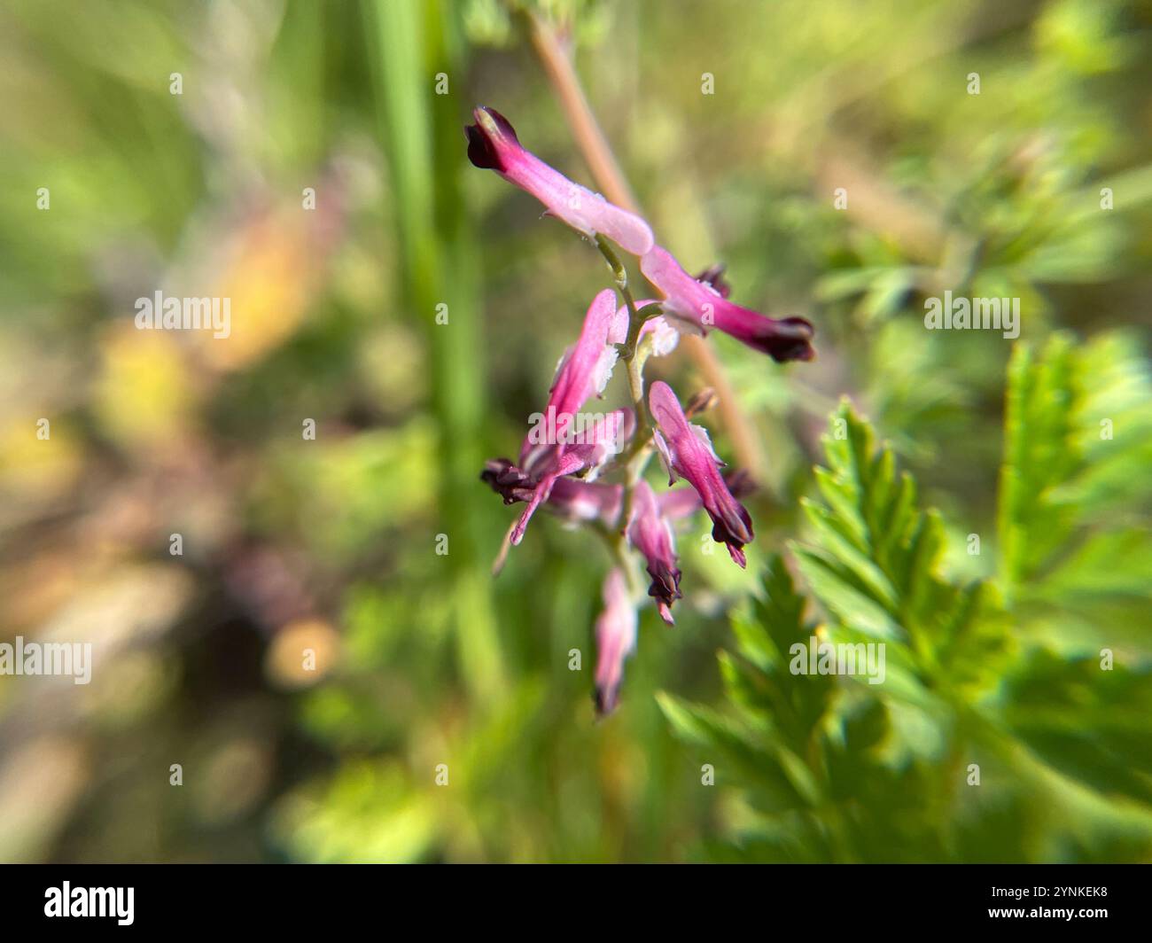 Common ramping fumitory hi-res stock photography and images - Alamy
