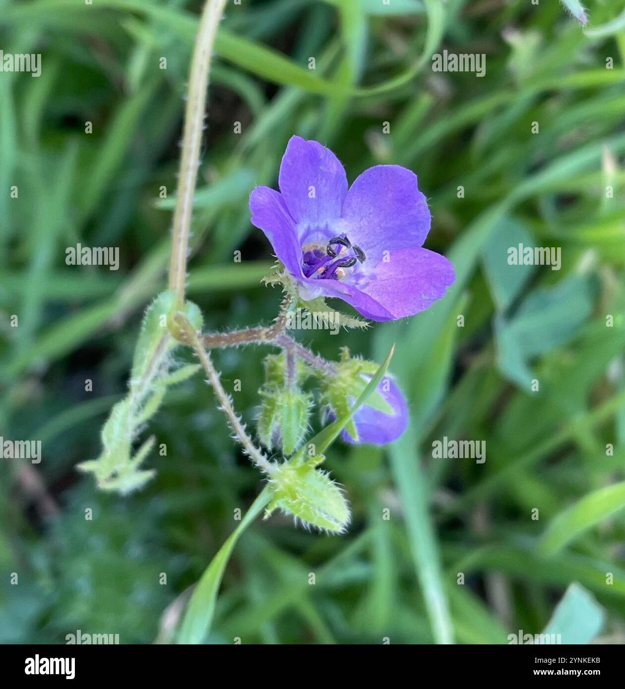 Fiesta Flower (Pholistoma auritum Stock Photo - Alamy