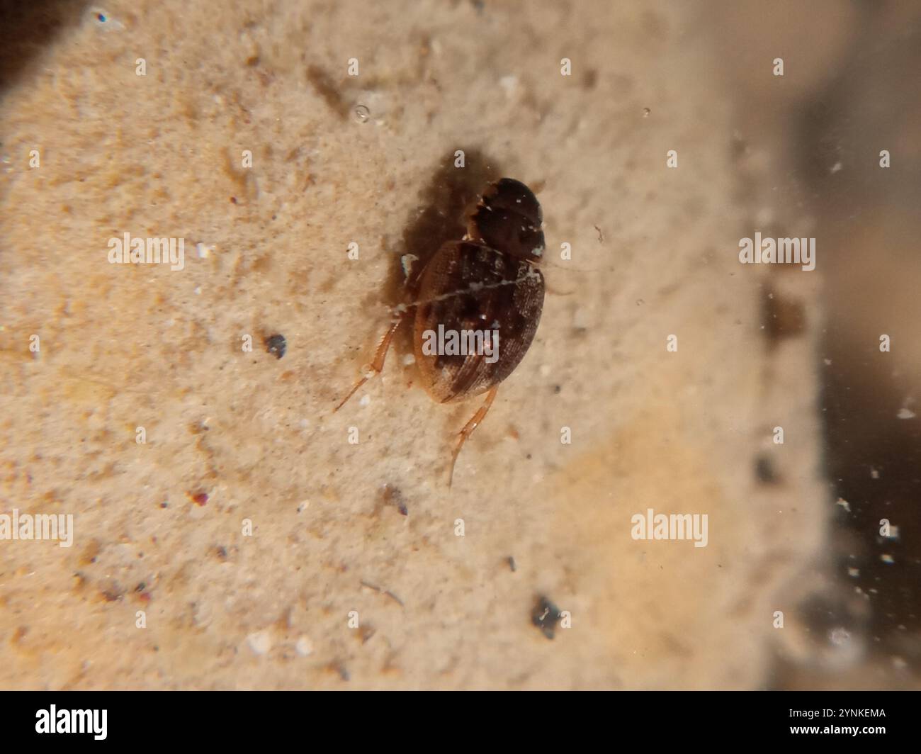 Laccobius hi-res stock photography and images - Alamy