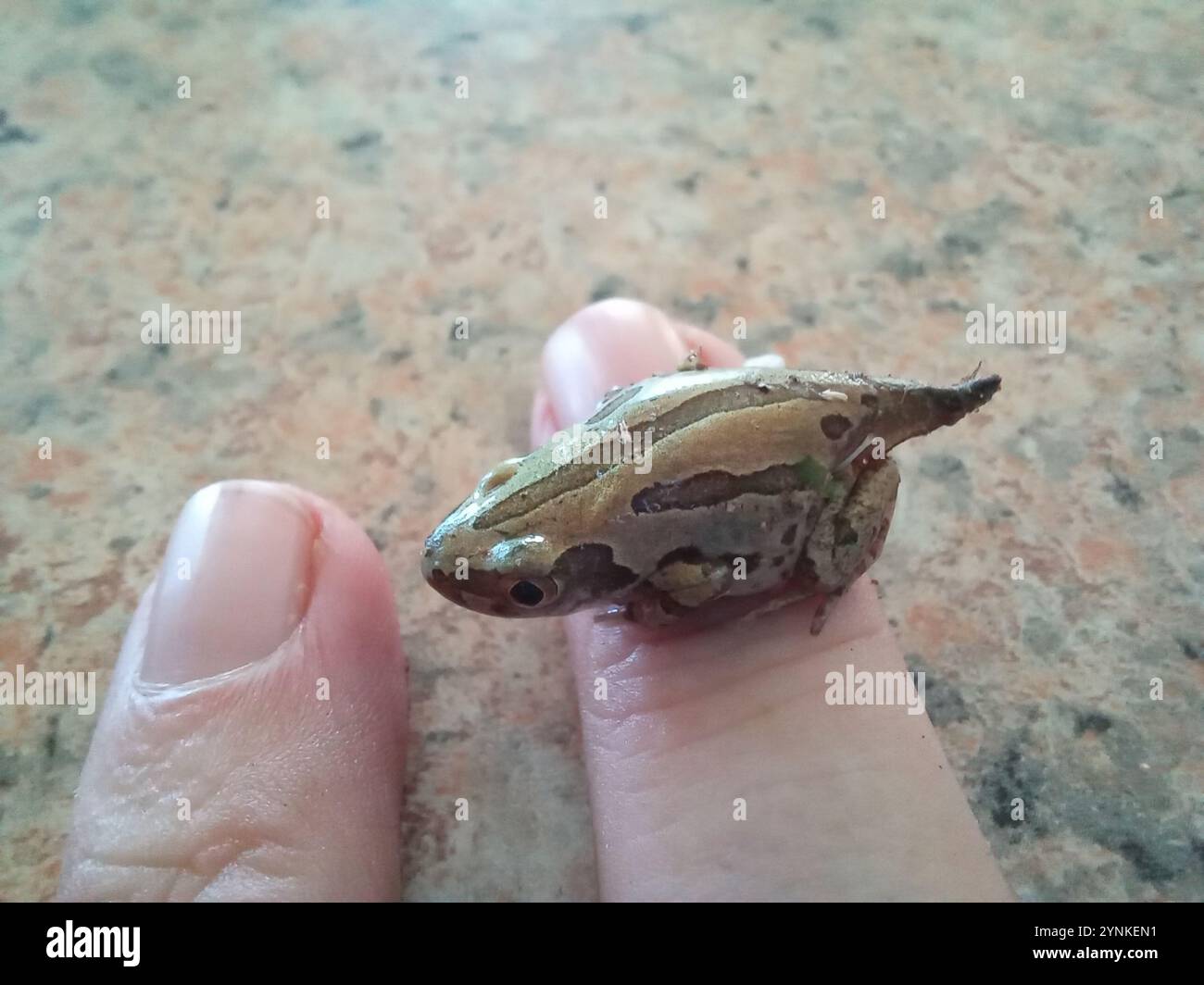 Kassina senegalensis hi-res stock photography and images - Alamy