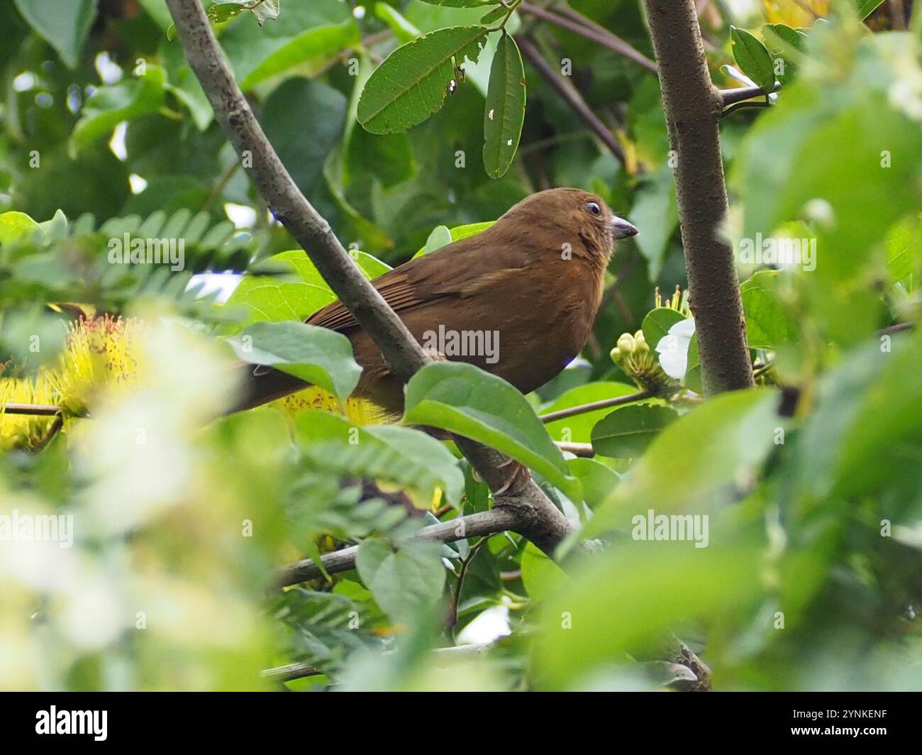 Cardinals and Allies (Cardinalidae Stock Photo - Alamy