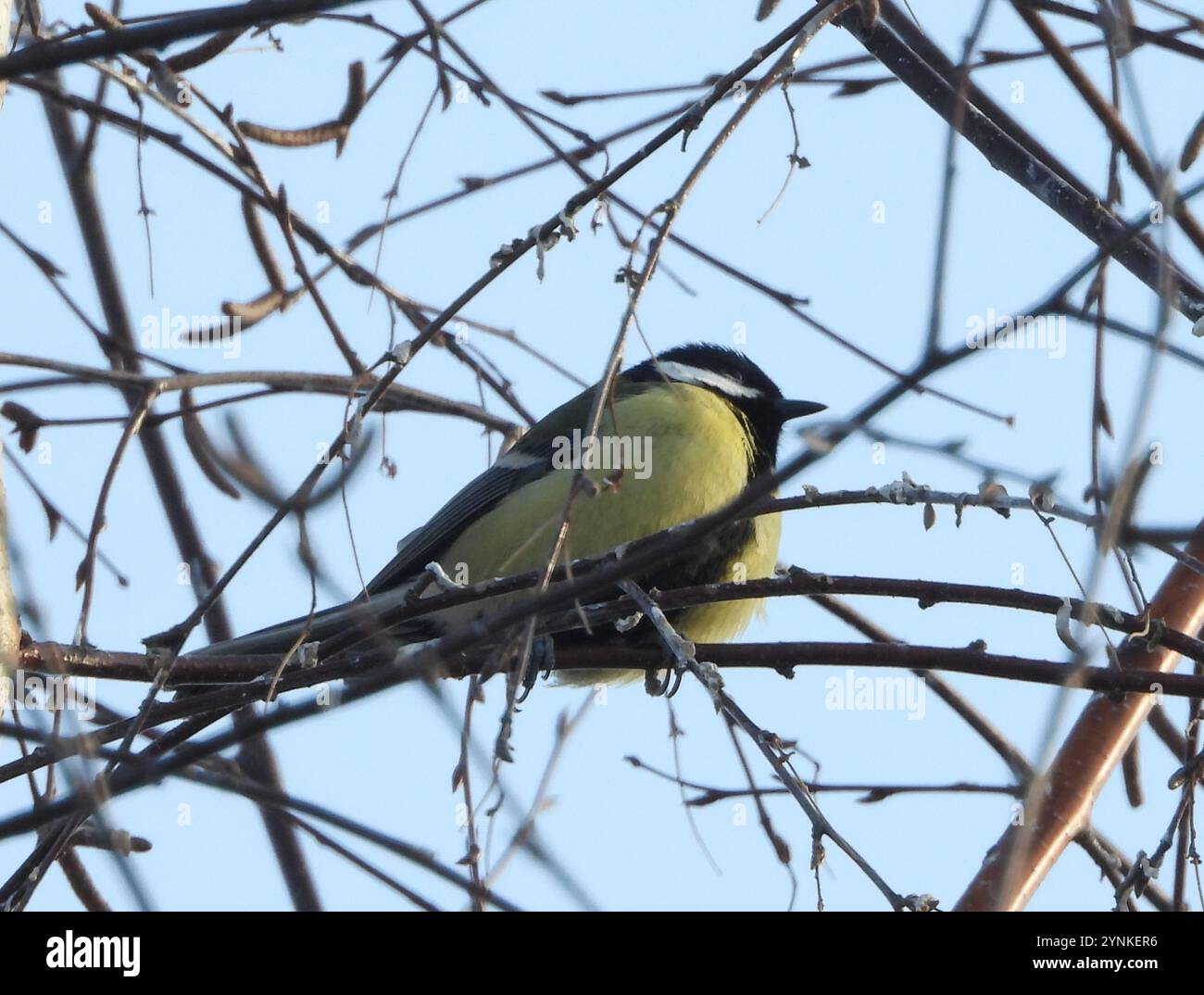 Great Tit (Parus major Stock Photo - Alamy