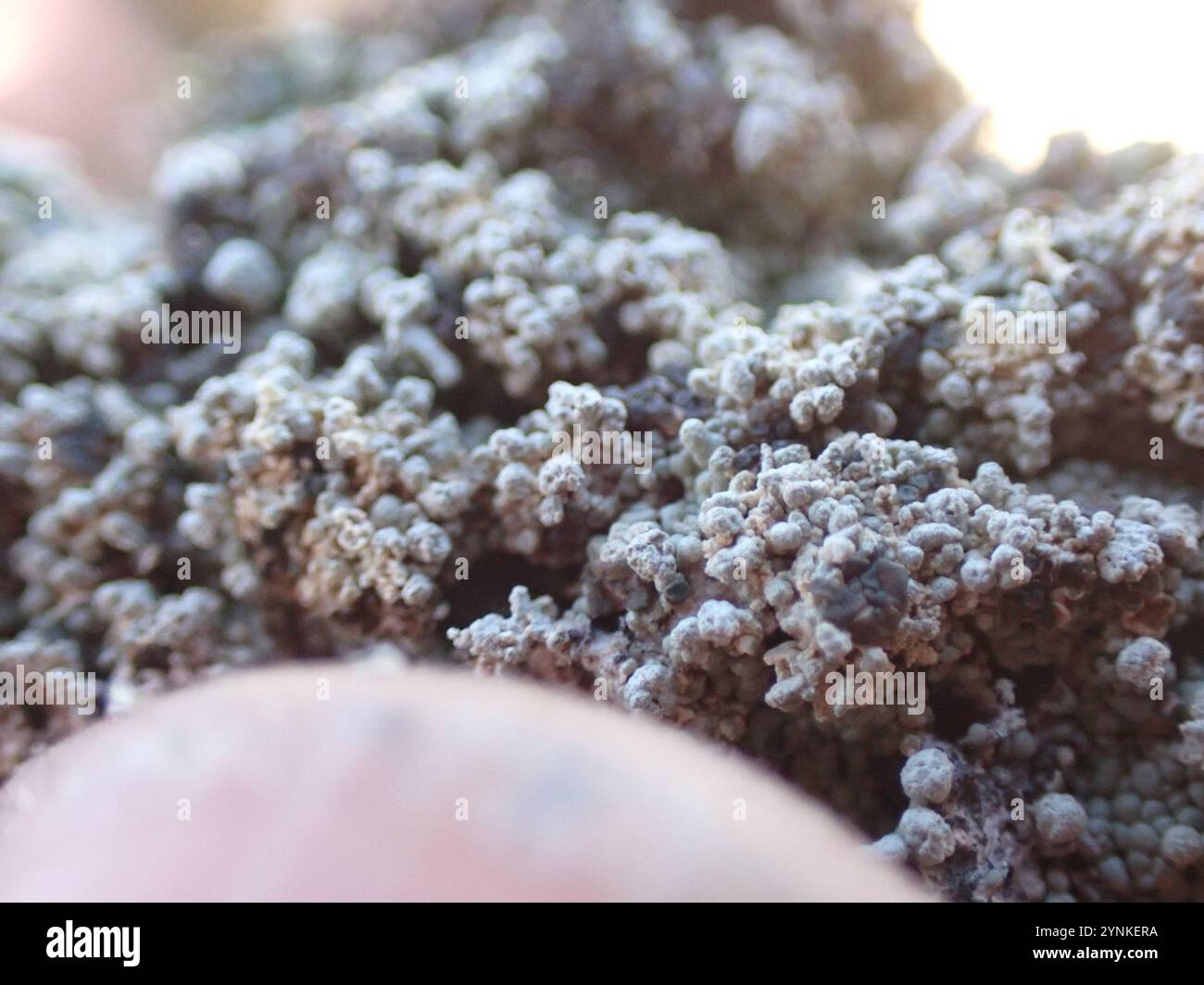 Granular Mottled-disk Lichen (Trapeliopsis granulosa Stock Photo - Alamy