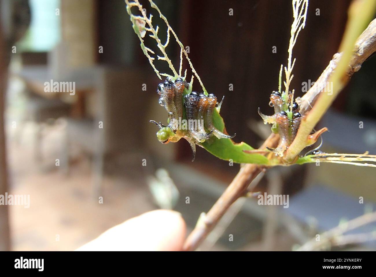 Sawflies, Horntails, and Wood Wasps (Symphyta Stock Photo - Alamy