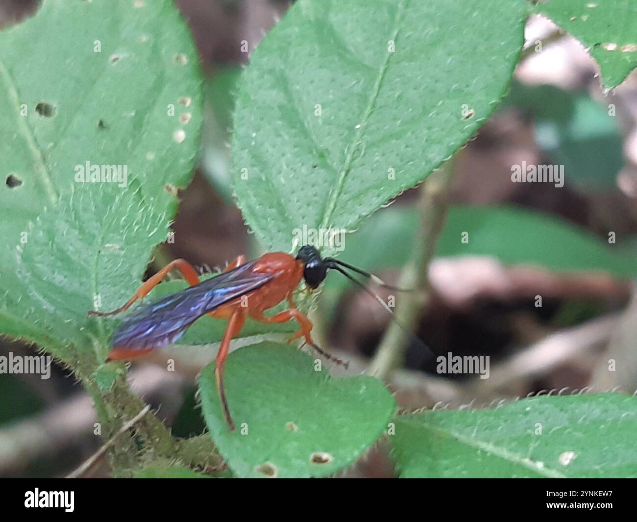 Ichneumonid and Braconid Wasps (Ichneumonoidea Stock Photo - Alamy