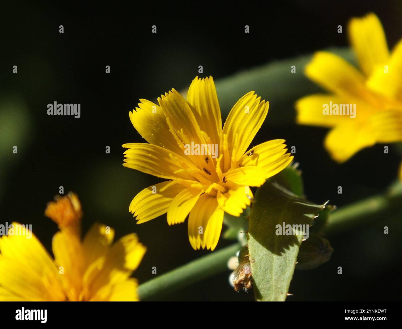 Rush Skeletonweed (Chondrilla juncea Stock Photo - Alamy