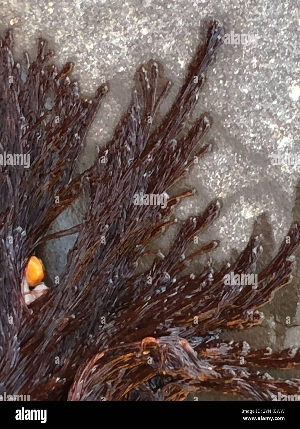red algae (Rhodophyta Stock Photo - Alamy