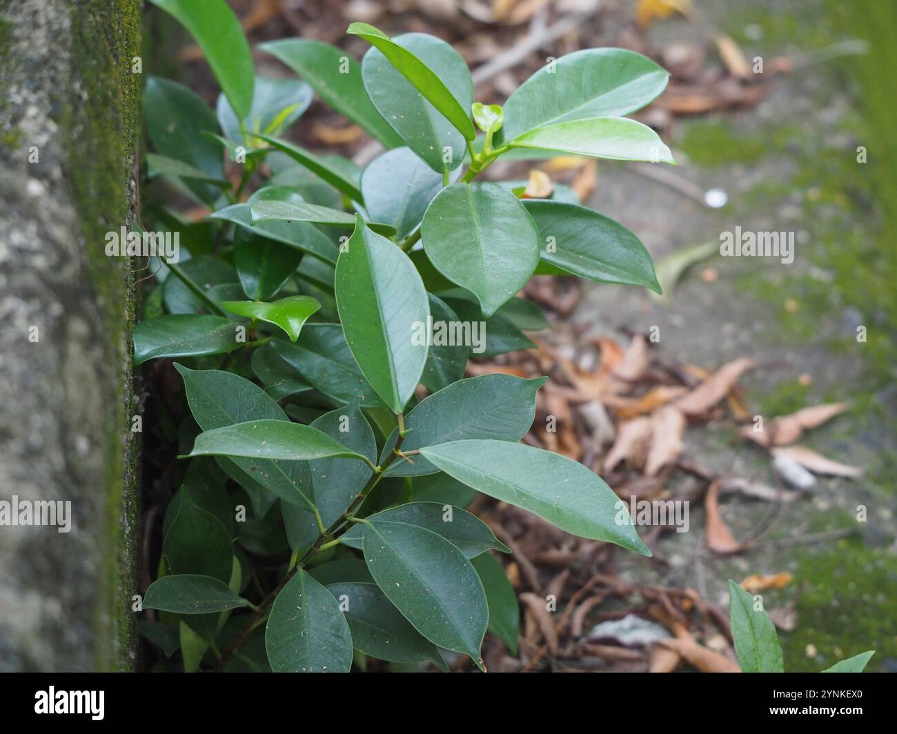 Chinese banyan (Ficus microcarpa Stock Photo - Alamy