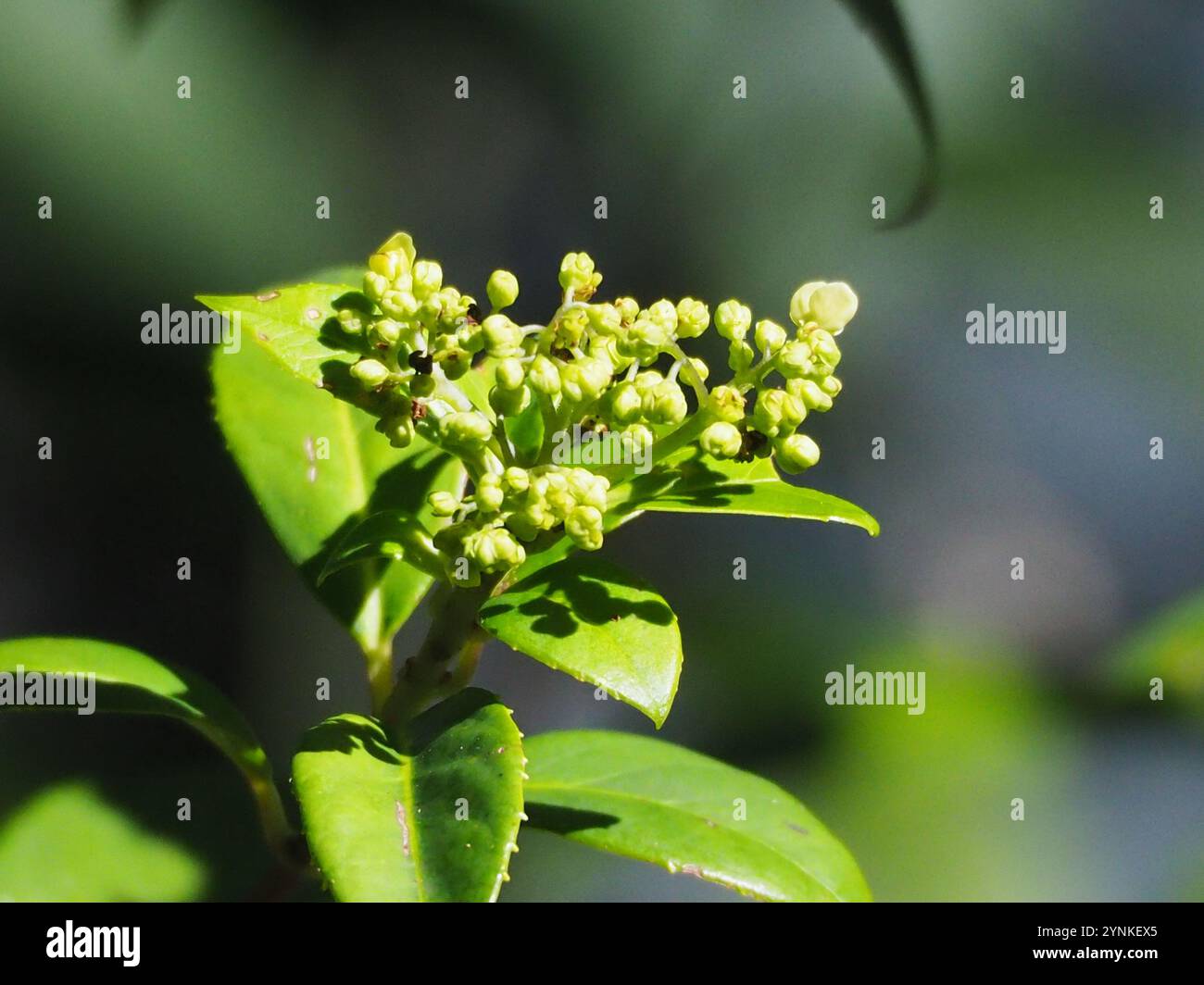 Chinese Hydrangea (Hydrangea chinensis Stock Photo - Alamy