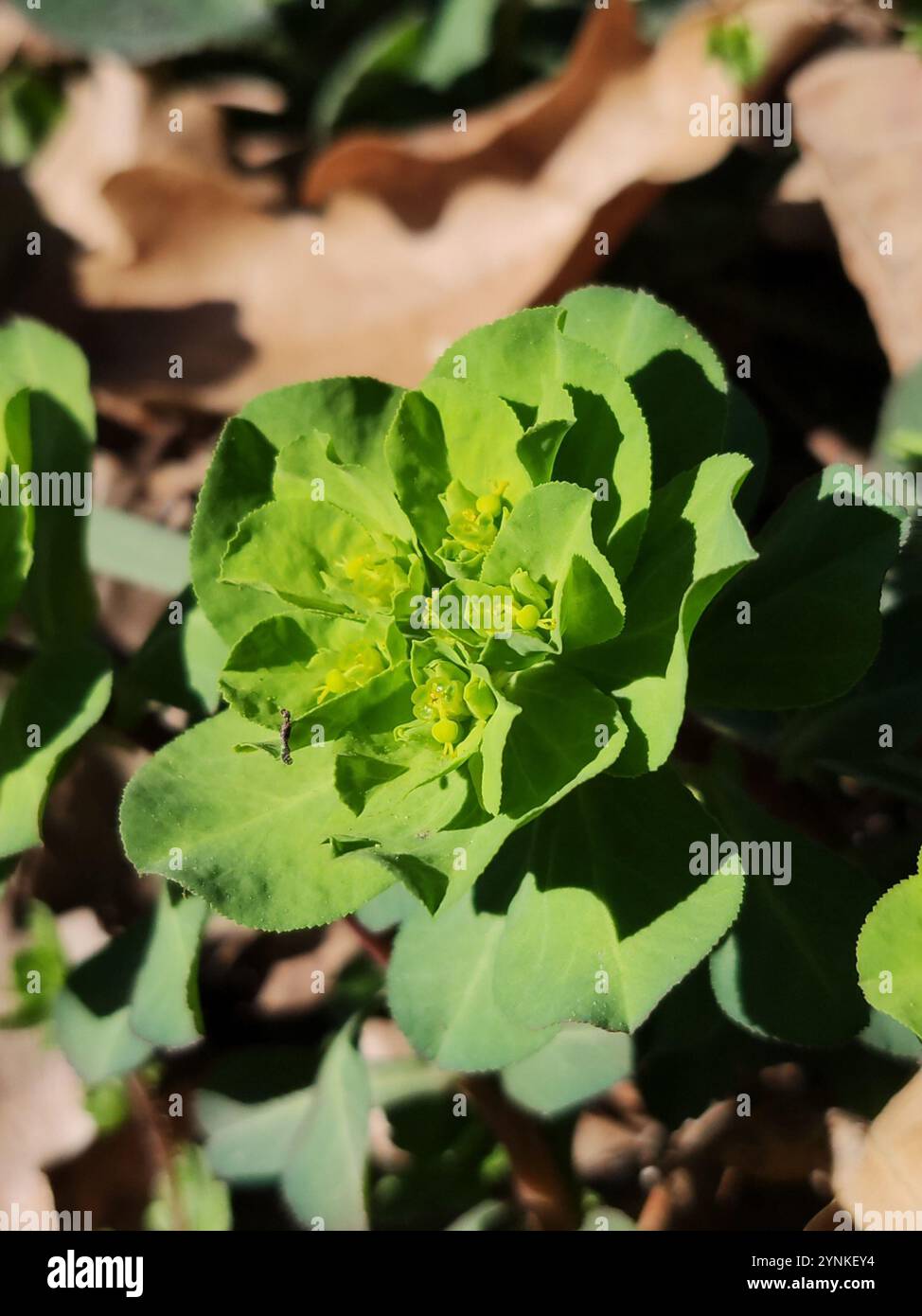 Sun spurge (Euphorbia helioscopia Stock Photo - Alamy