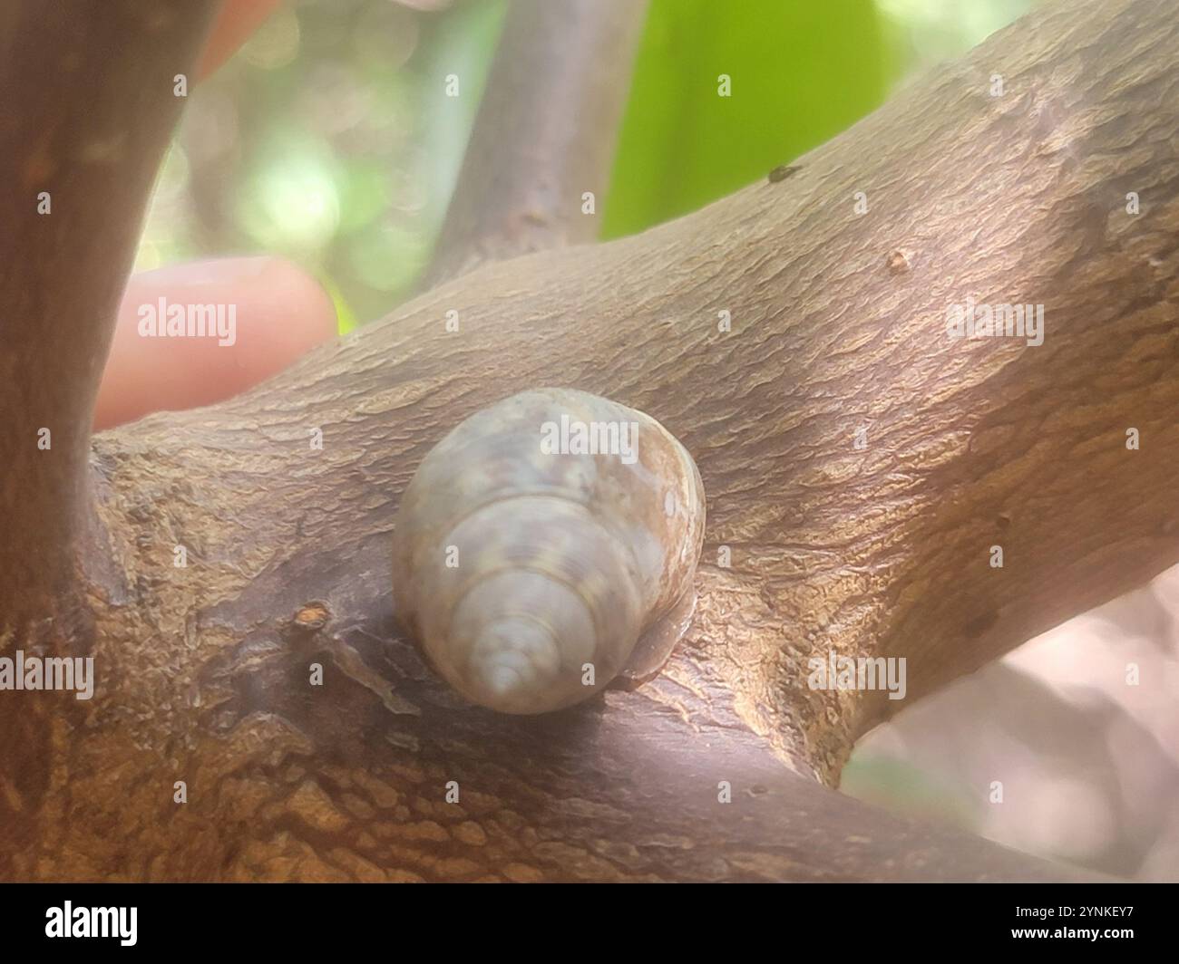Mangrove Periwinkle (Littoraria angulifera Stock Photo - Alamy