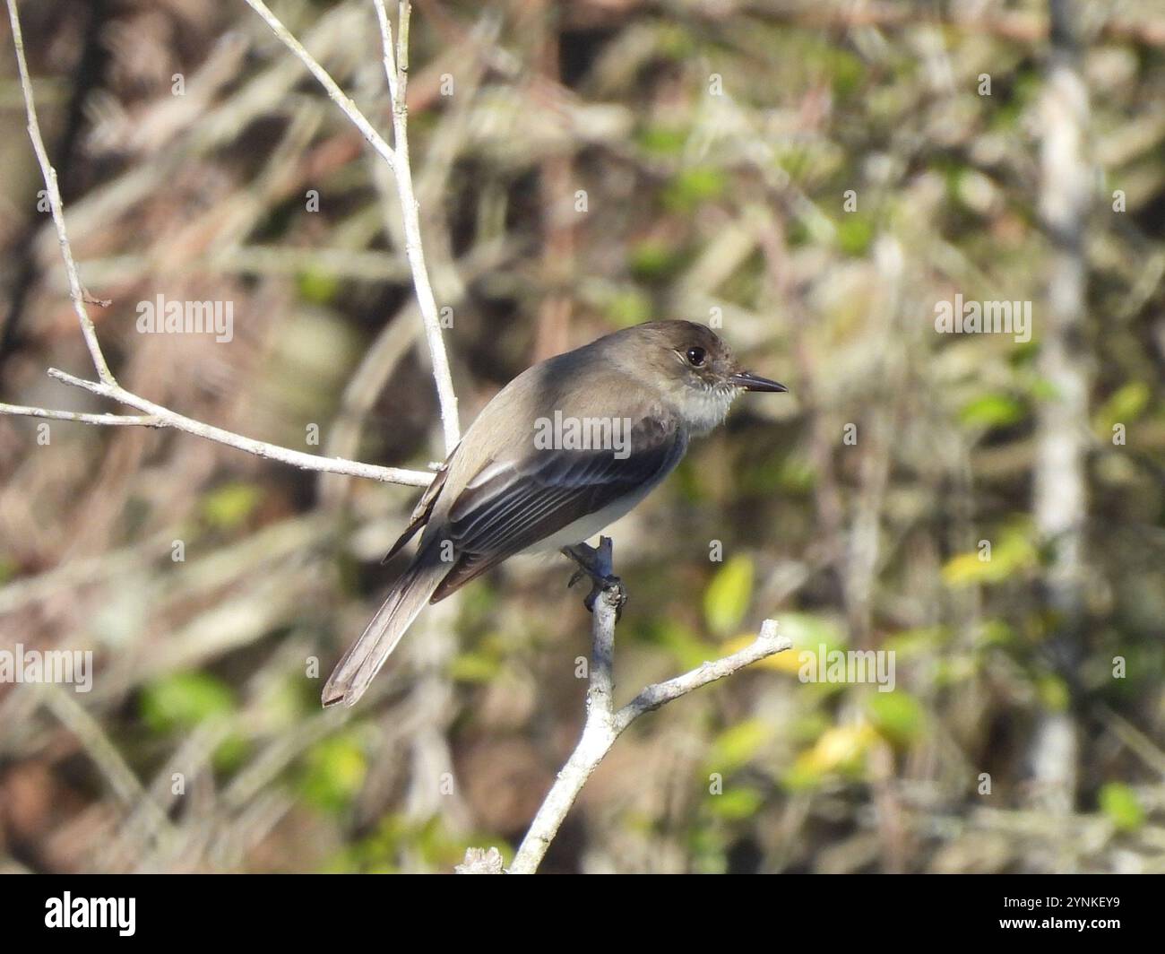 Eastern Phoebe (Sayornis phoebe Stock Photo - Alamy