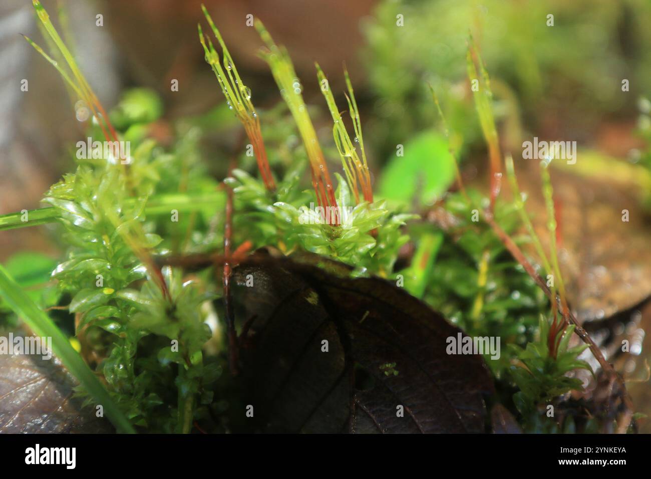 Thyme and Allied Mosses (Plagiomnium Stock Photo - Alamy