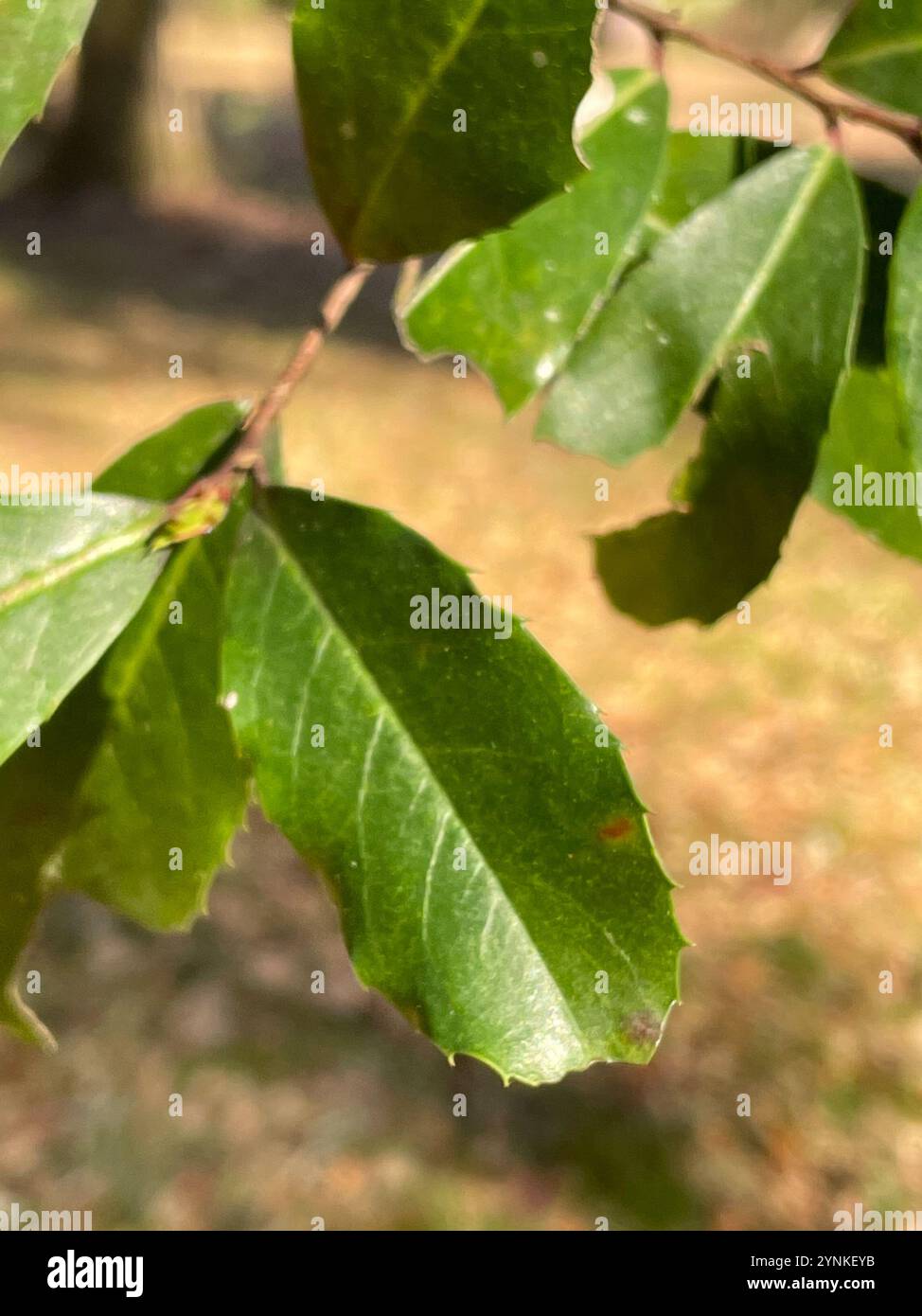 swamp laurel oak (Quercus laurifolia Stock Photo - Alamy