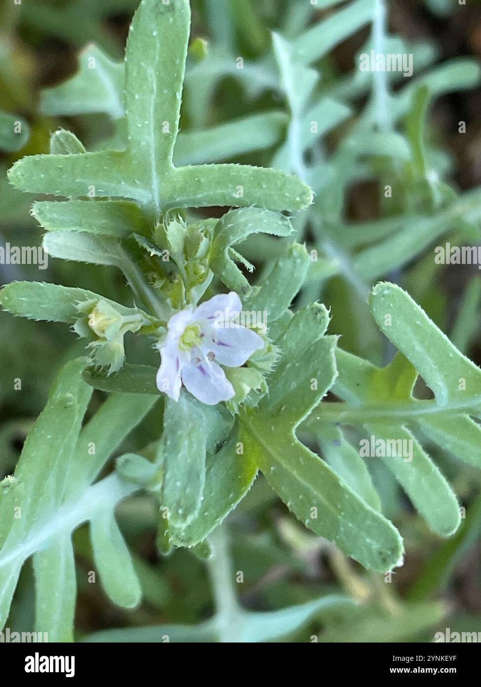white fiesta flower (Pholistoma membranaceum Stock Photo - Alamy