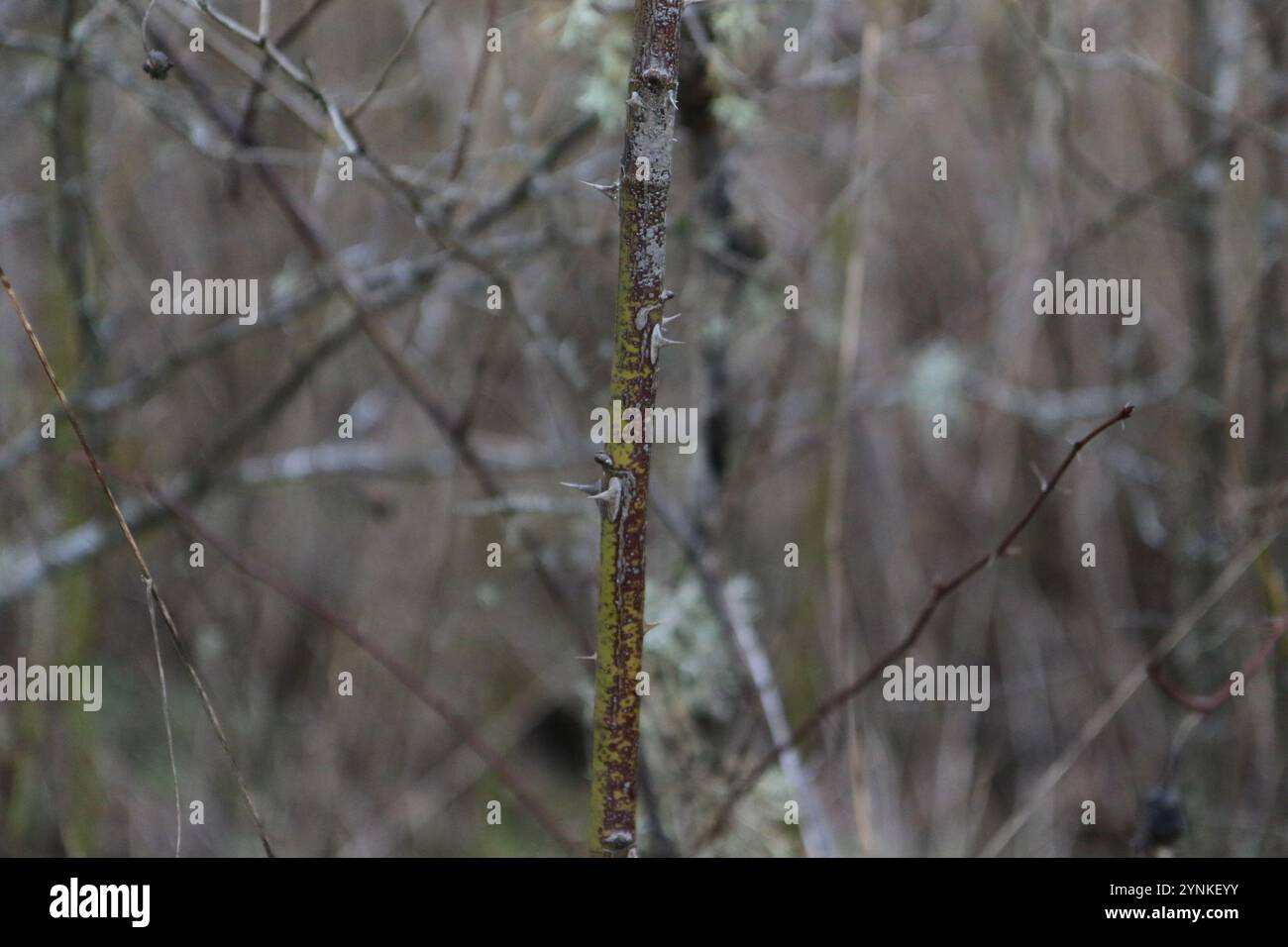 Nootka rose (Rosa nutkana Stock Photo - Alamy