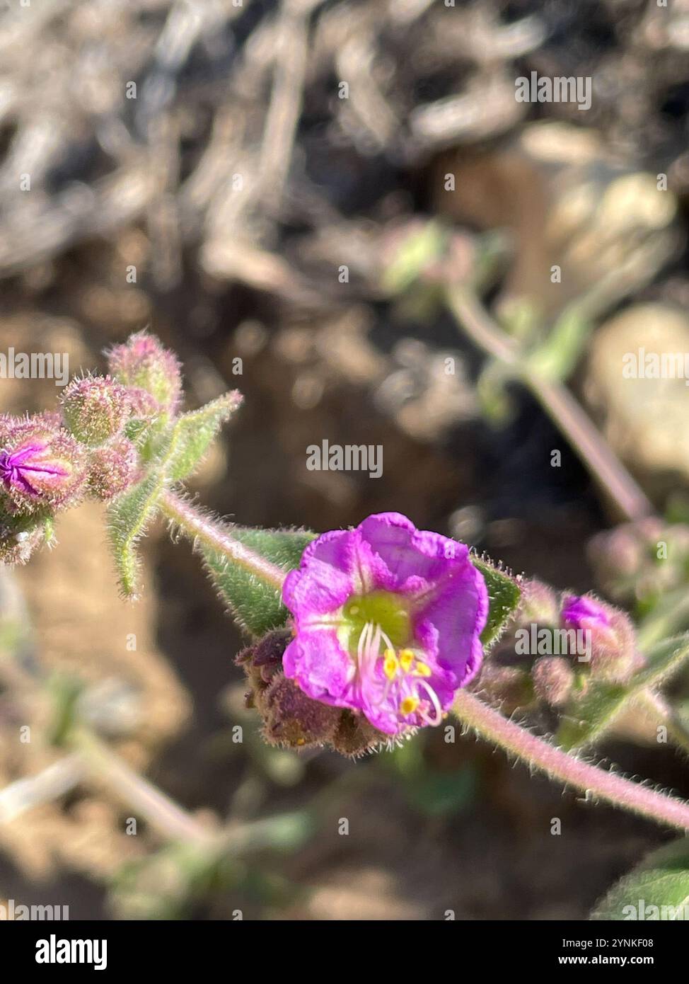 Wishbone Bush (Mirabilis laevis Stock Photo - Alamy