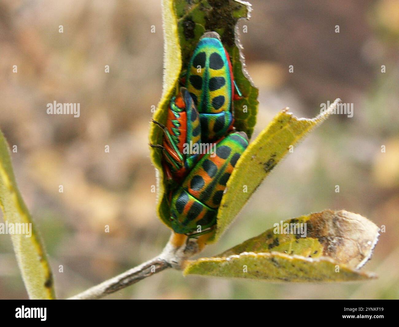 Rainbow shield bug hi-res stock photography and images - Alamy