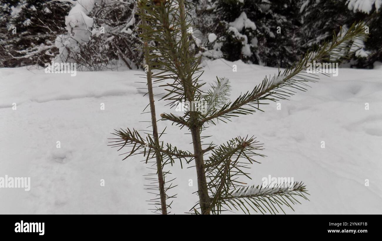 Siberian fir (Abies sibirica Stock Photo - Alamy