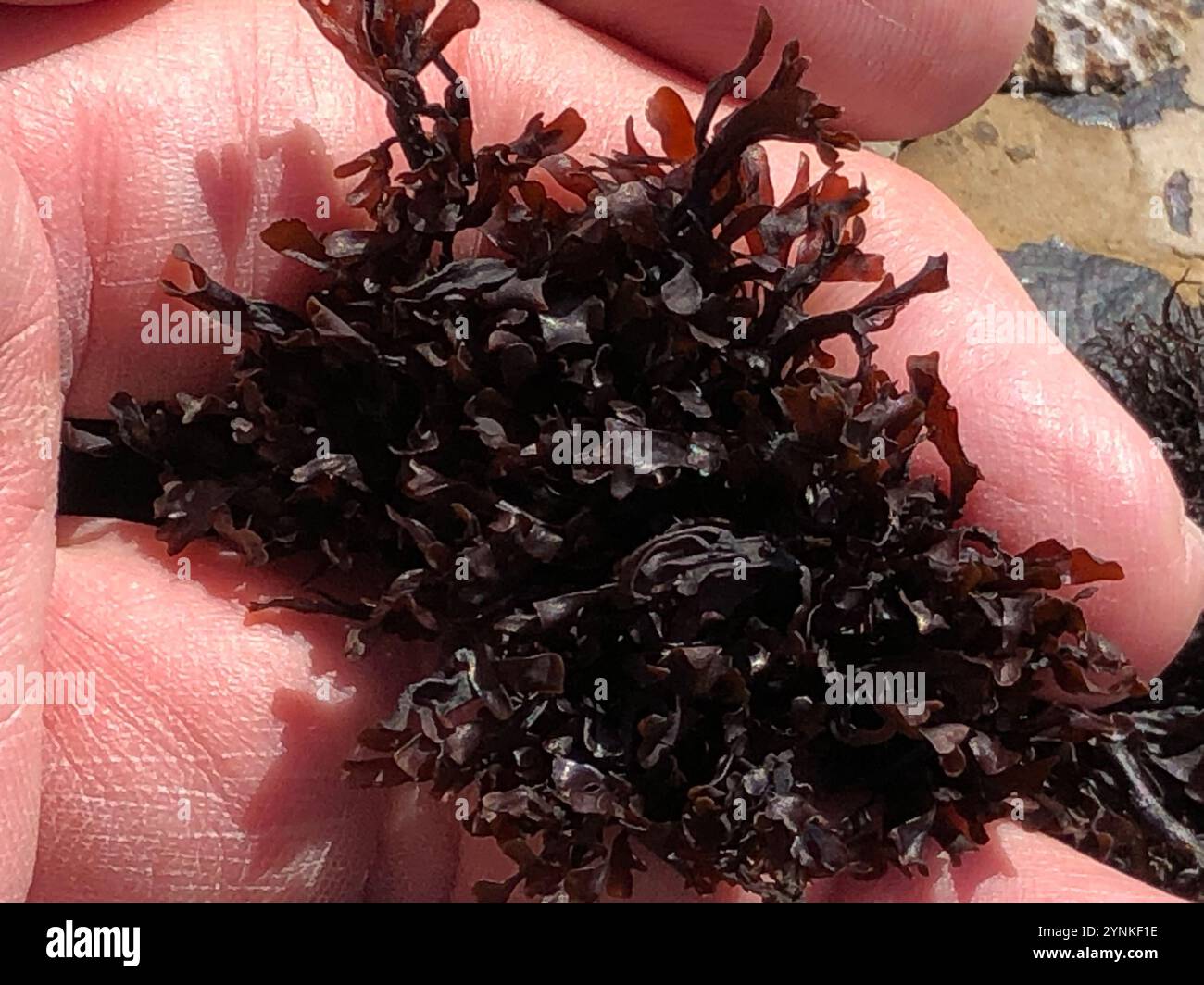 encrusting red algae (Mastocarpus Stock Photo - Alamy