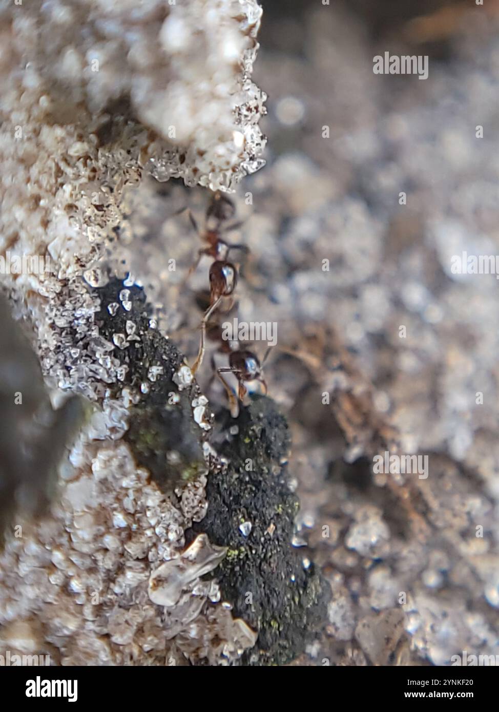 African Big-headed Ant (Pheidole megacephala Stock Photo - Alamy