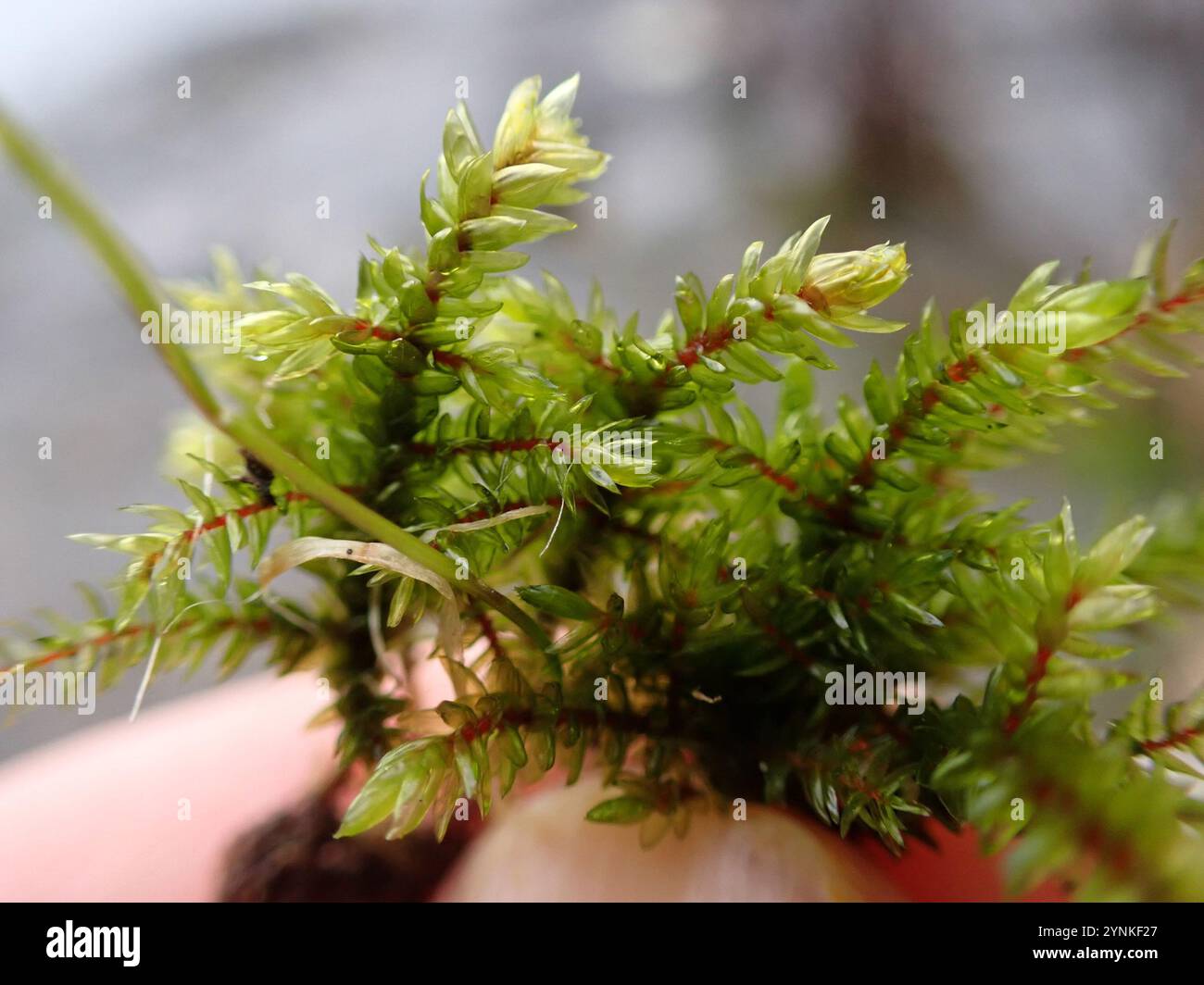 Climacium dendroides climacium dendroides hi-res stock photography and ...