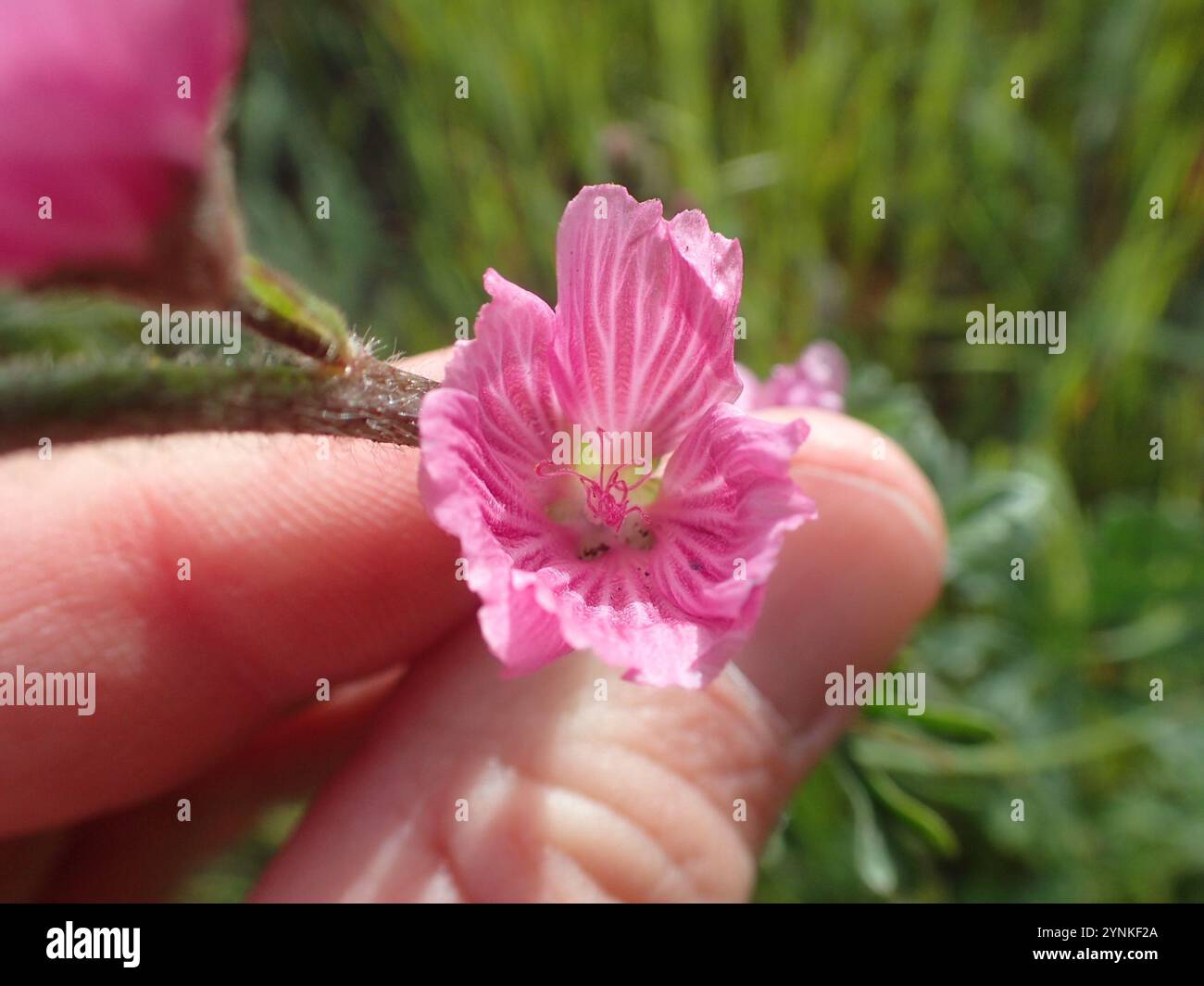 Dwarf Checkerbloom (Sidalcea malviflora malviflora Stock Photo - Alamy