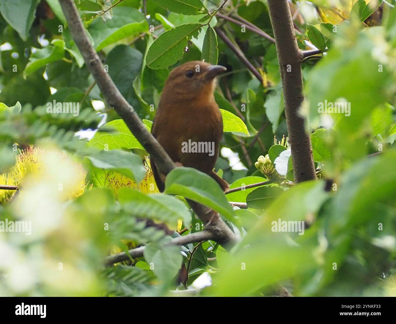 Cardinals and Allies (Cardinalidae Stock Photo - Alamy