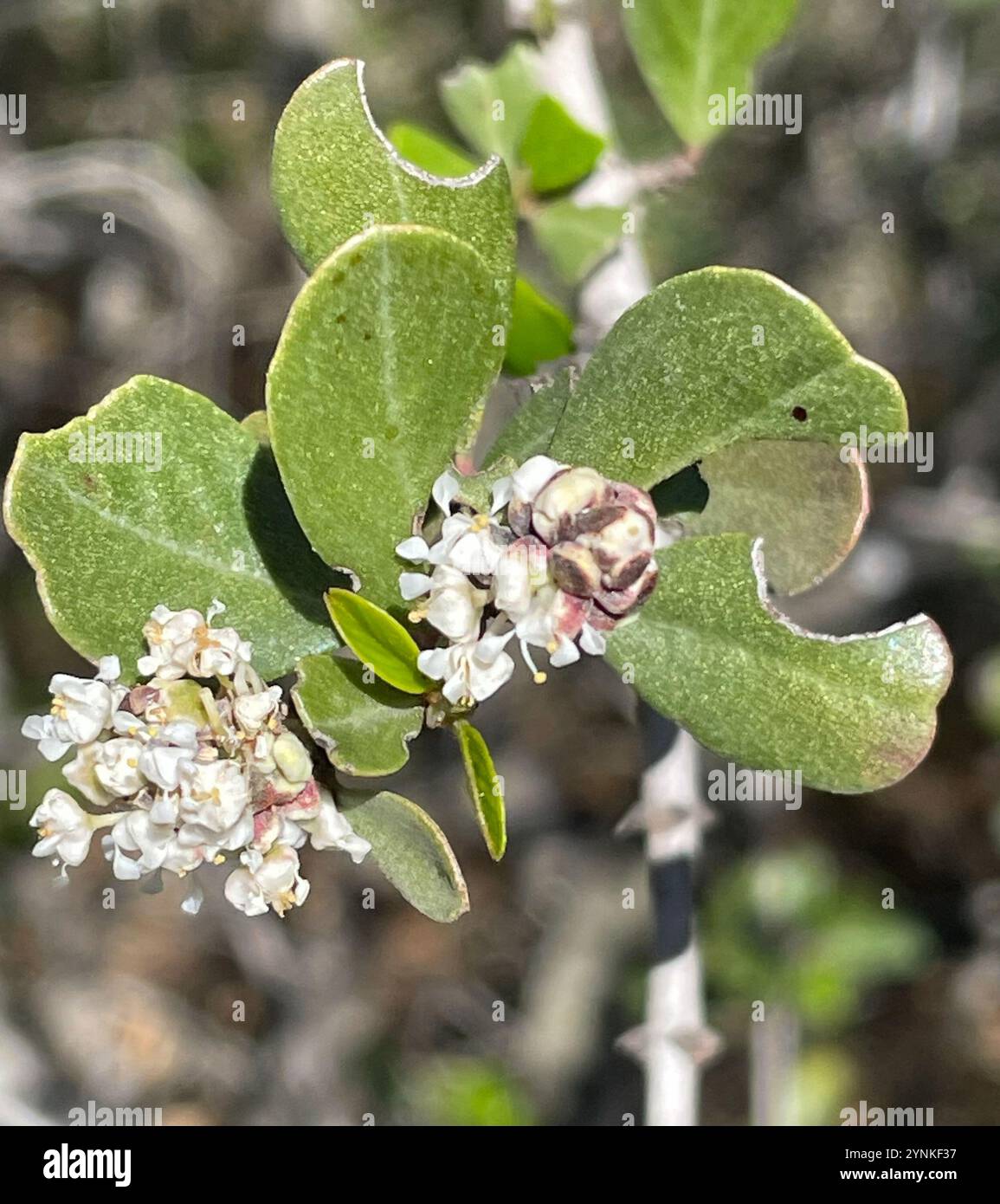 Buckbrush (Ceanothus cuneatus Stock Photo - Alamy