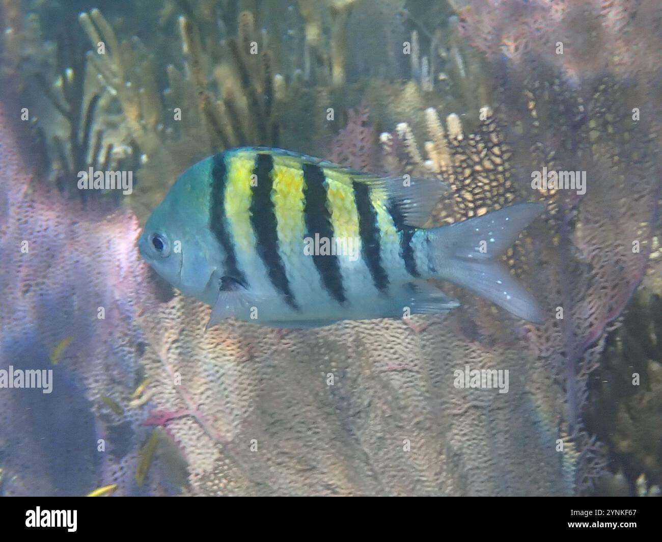 Atlantic Sergeant Major (Abudefduf saxatilis Stock Photo - Alamy