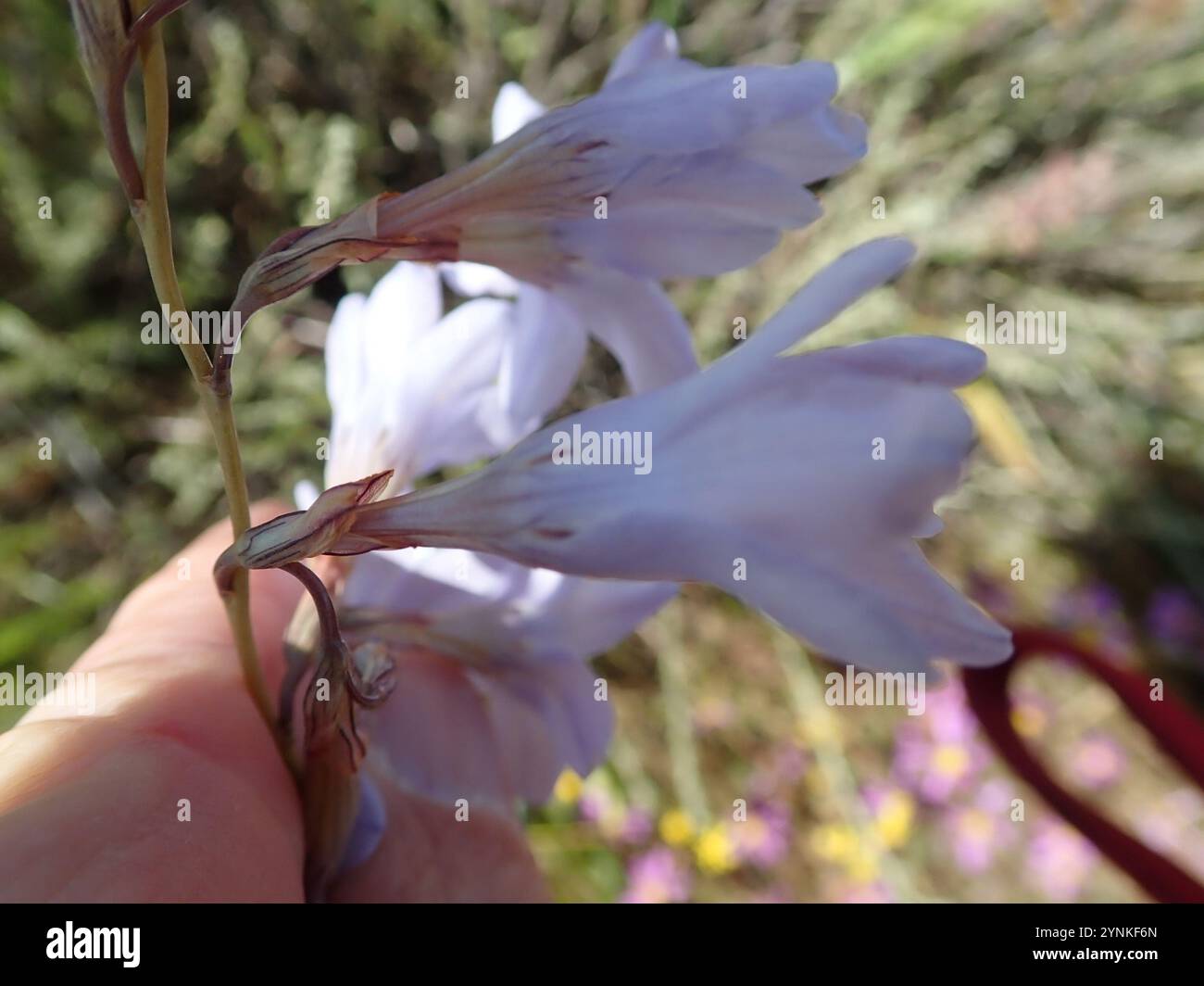 Blue Corn-lily (Ixia rapunculoides Stock Photo - Alamy