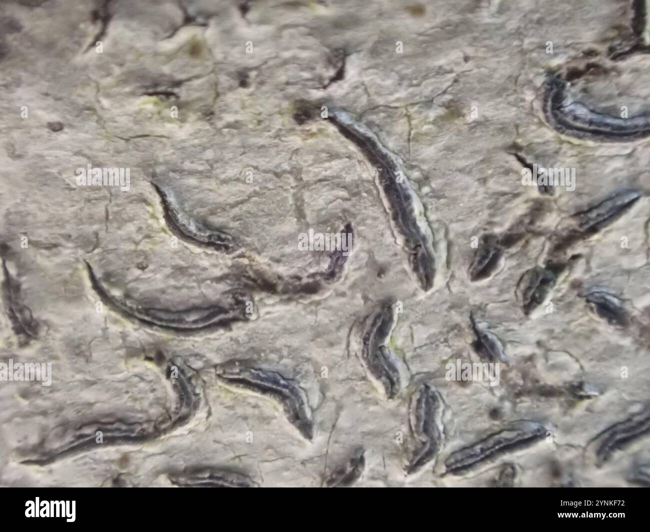 Common Script Lichen (Graphis scripta Stock Photo - Alamy