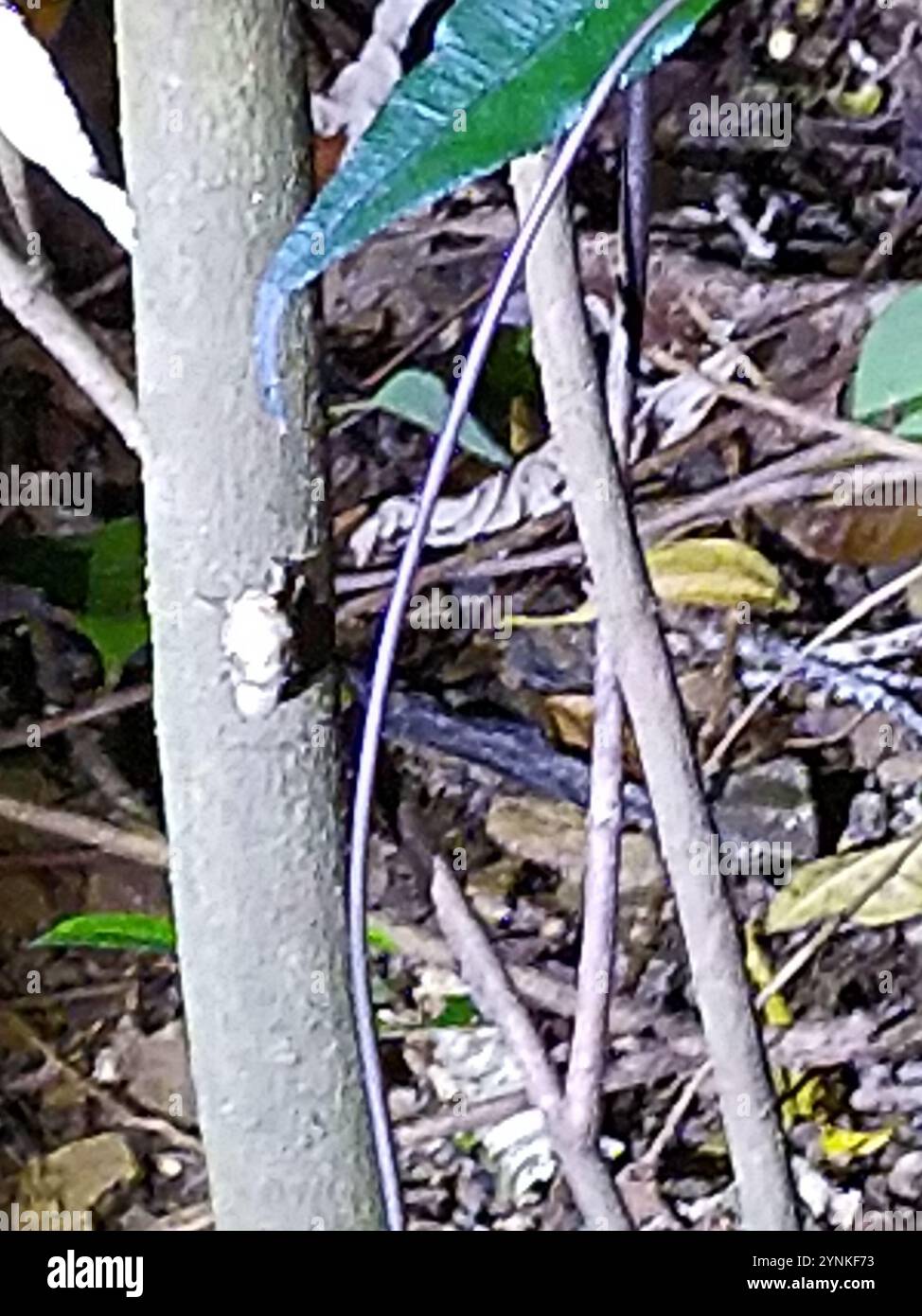 Watanabe's Lanternfly (Pyrops watanabei Stock Photo - Alamy