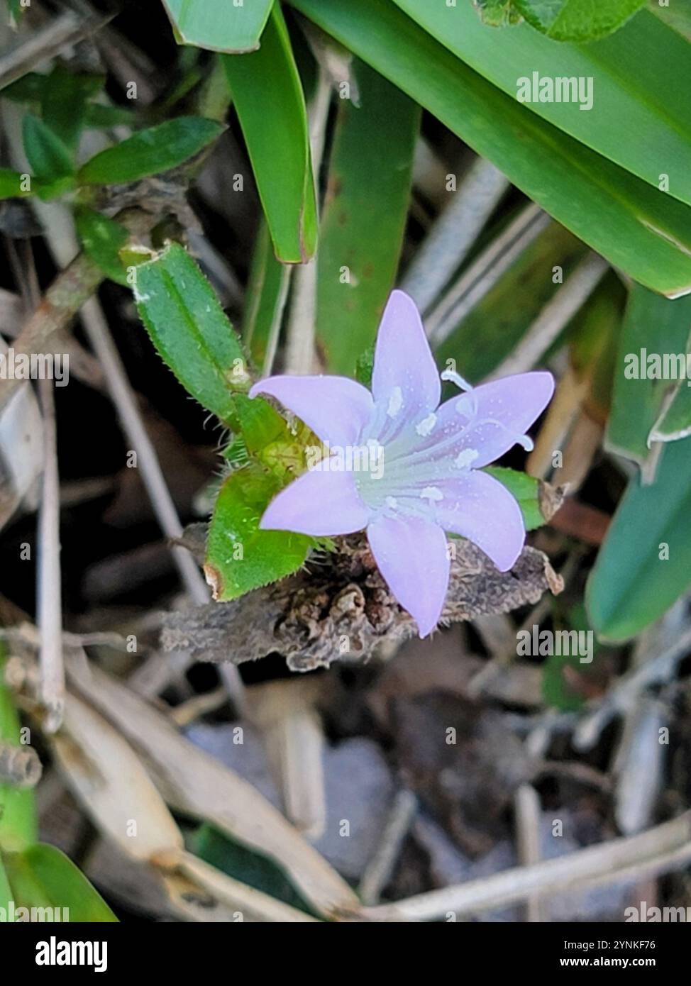largeflower Mexican clover (Richardia grandiflora Stock Photo - Alamy