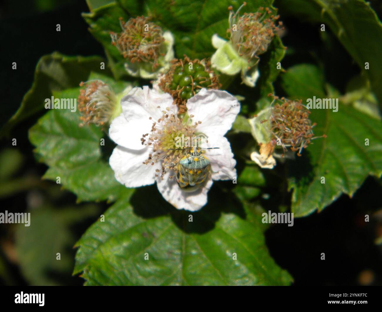 Variegated Coffee Bugs (Antestiopsis Stock Photo - Alamy