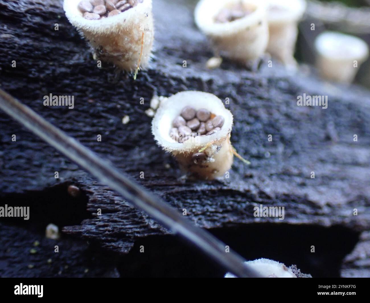 woolly bird's nest fungus (Nidula niveotomentosa Stock Photo - Alamy