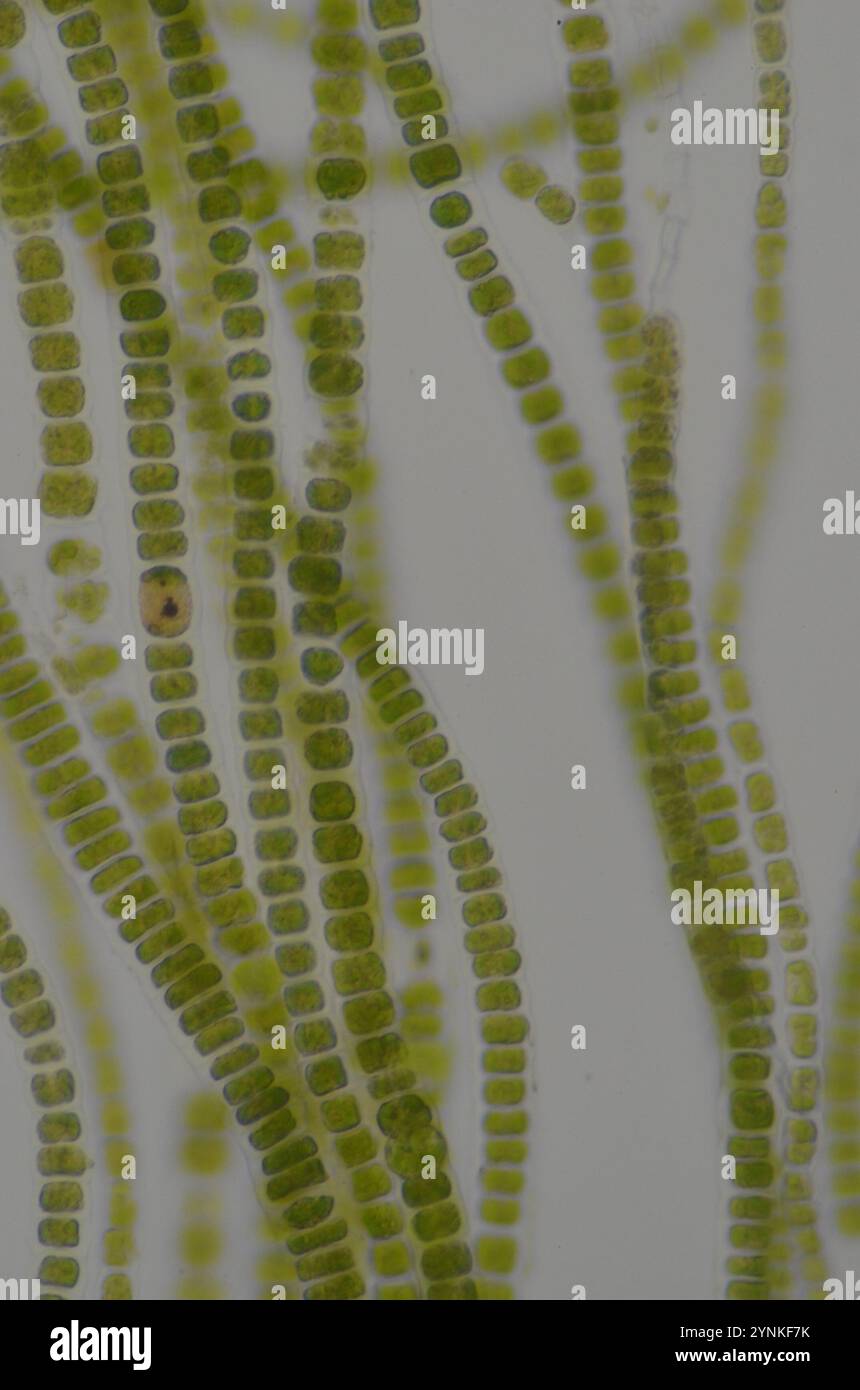 Ulothrix hi-res stock photography and images - Alamy