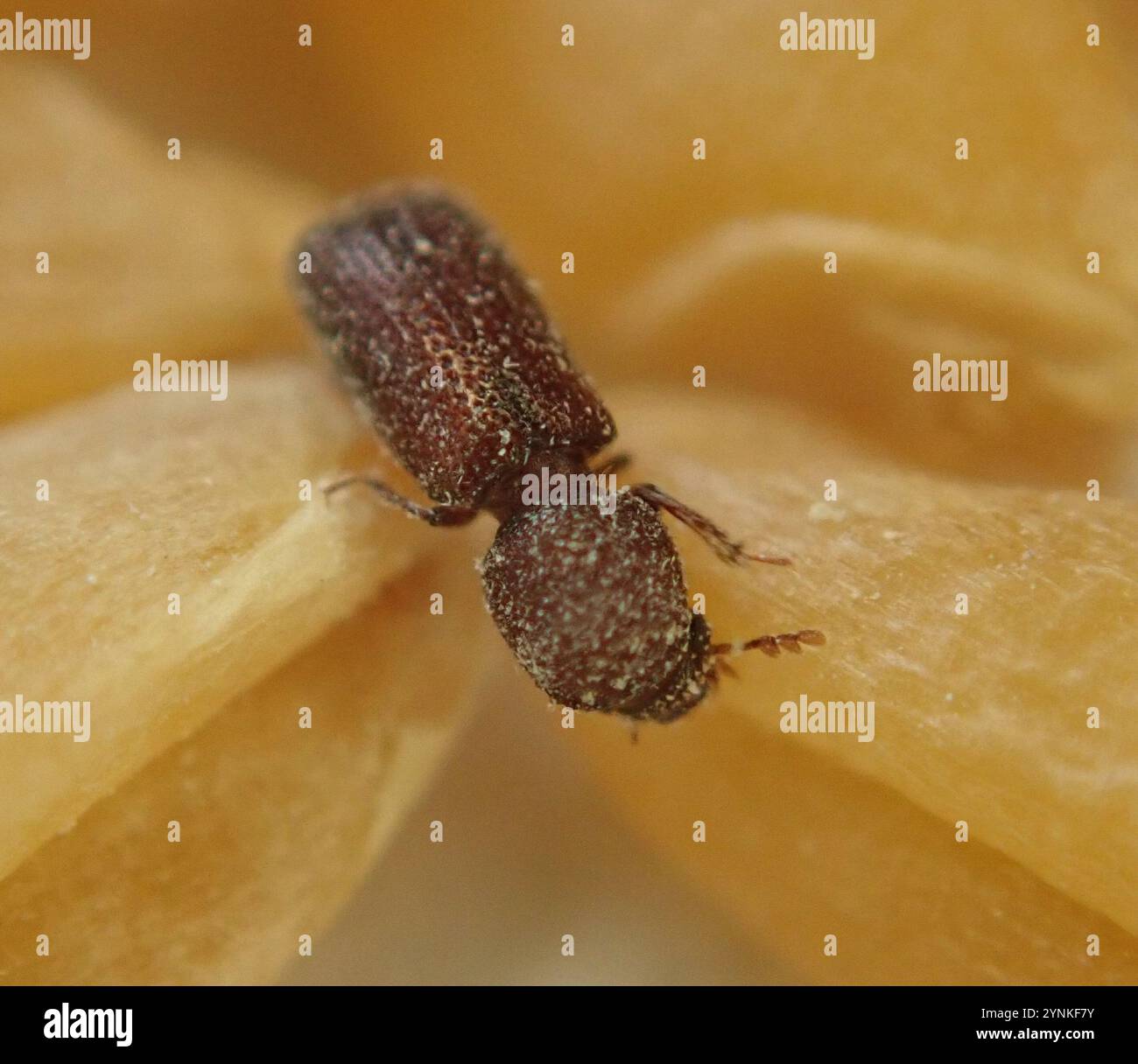 Lesser Grain Borer (Rhyzopertha dominica Stock Photo - Alamy