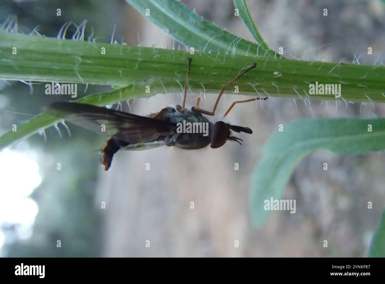 Horse and Deer Flies (Tabanidae Stock Photo - Alamy