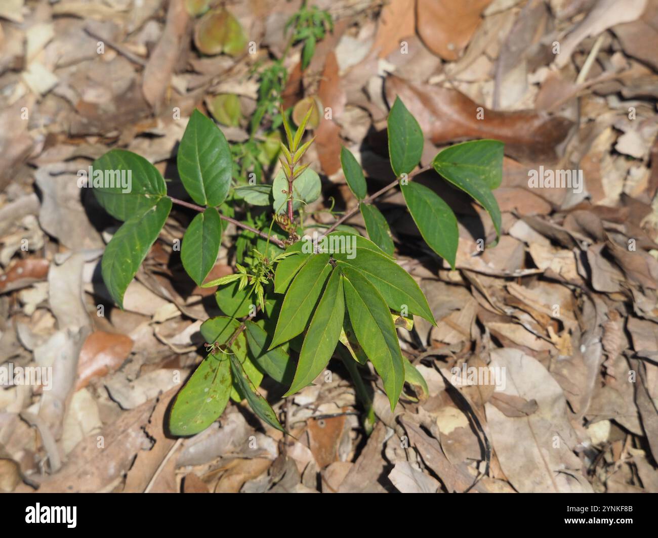 Coffee Senna (Senna occidentalis Stock Photo - Alamy